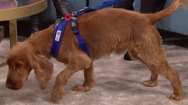 Give a Dog a Home: Max the Cocker Spaniel | This Morning