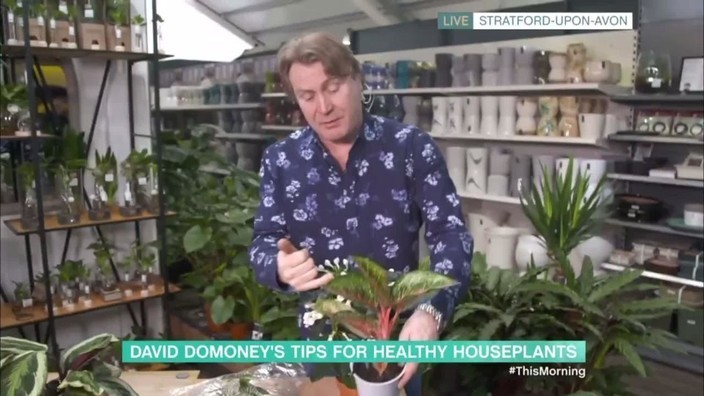 David Domoney's tips for healthy houseplants | This Morning