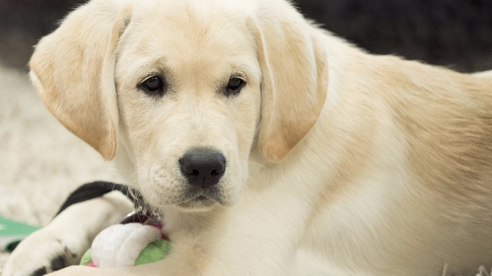 We welcome our new puppy pal Digby to the TM family | This Morning