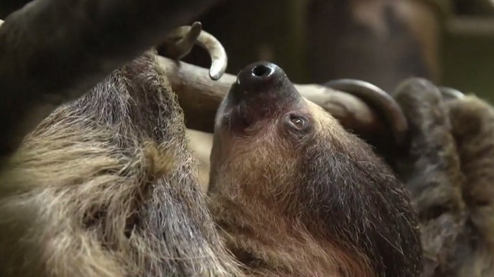 Inside the sloth retirement home | This Morning