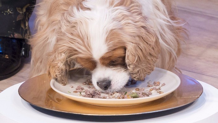 Your DIY dinner for dogs | This Morning