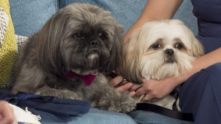 These two dogs got married... | This Morning