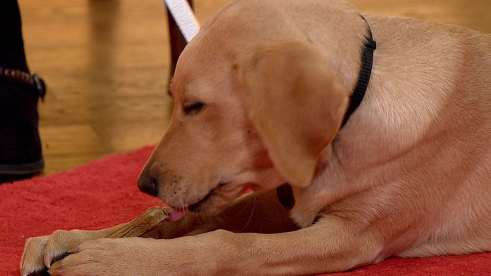 Clover shows us touch training - we hope! | This Morning