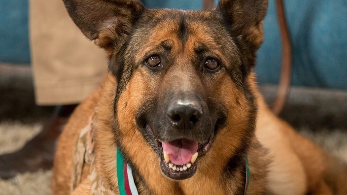 Lucca's a hero dog who's saved thousands | This Morning