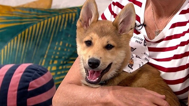 Could you offer Cindy a forever home? | This Morning