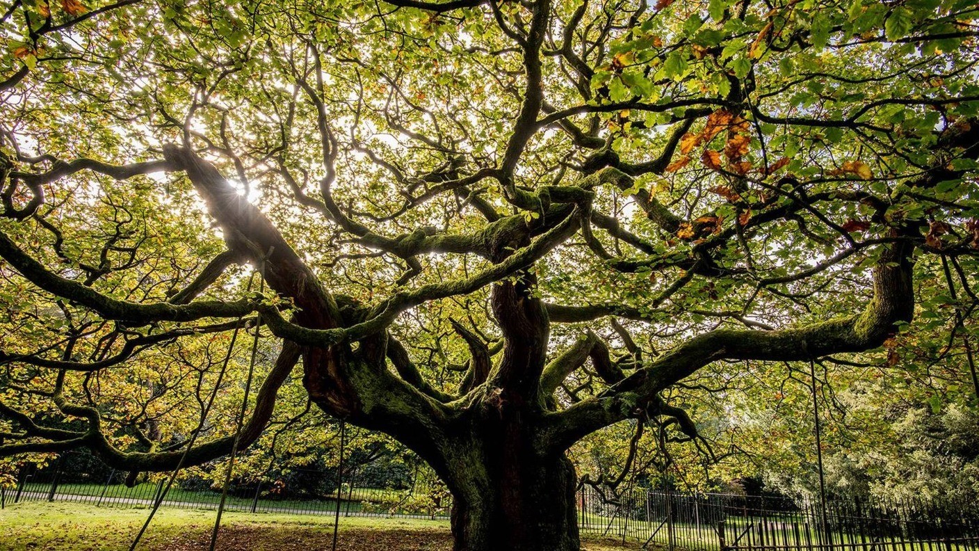 Alison 'interviews a tree' as she meets UK hopeful for European Tree of ...