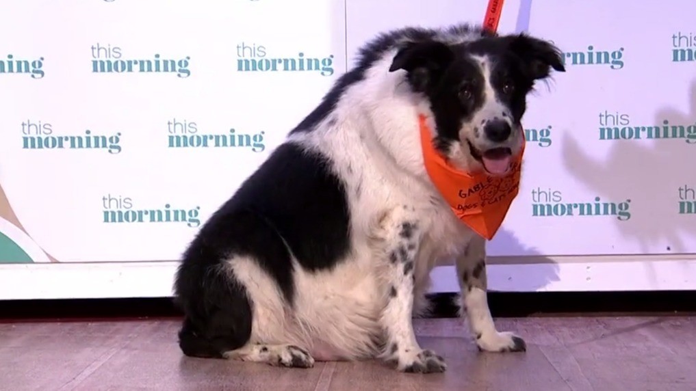Give a Dog a Home: Bopper the whopper | This Morning