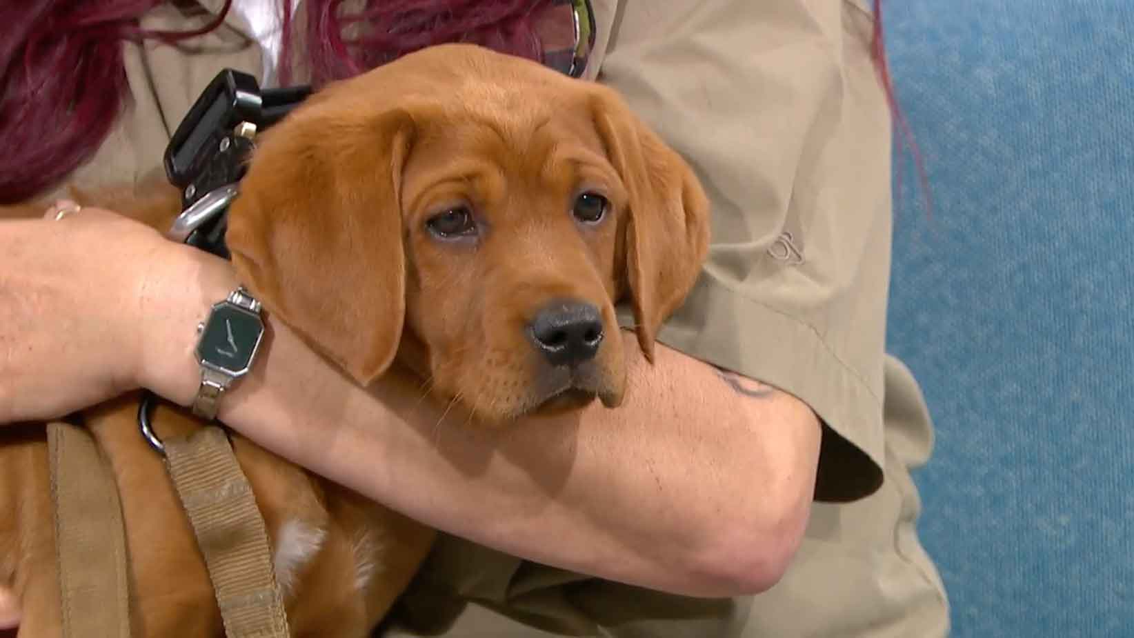Meet the pups being trained to track down poachers | This Morning