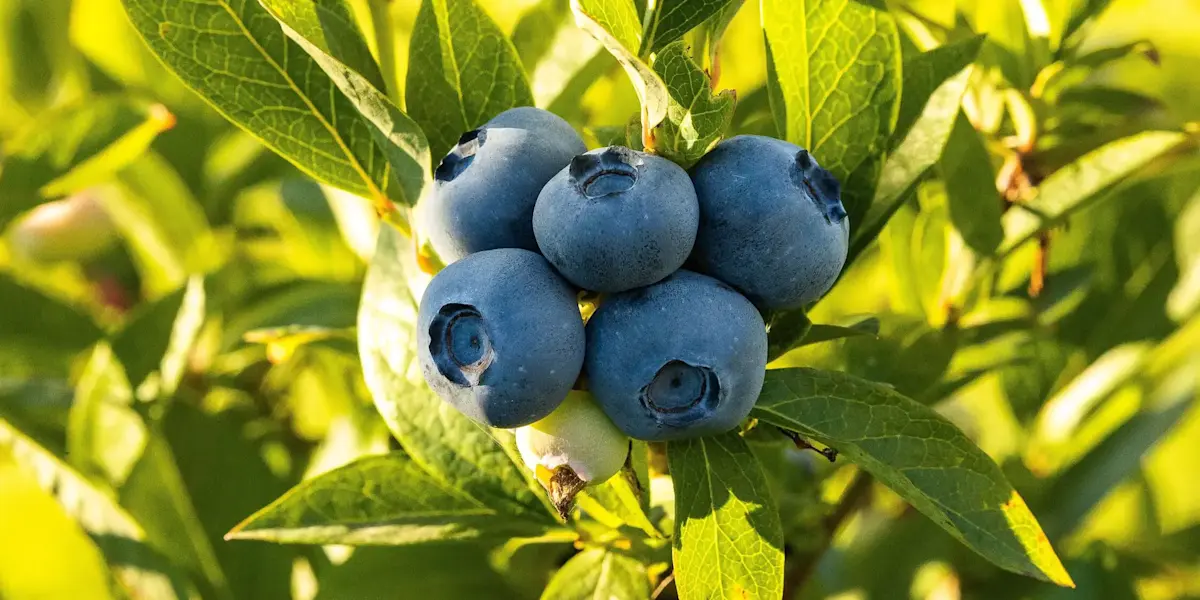 responsAbility invests USD 24 million in Agrovision | responsAbility