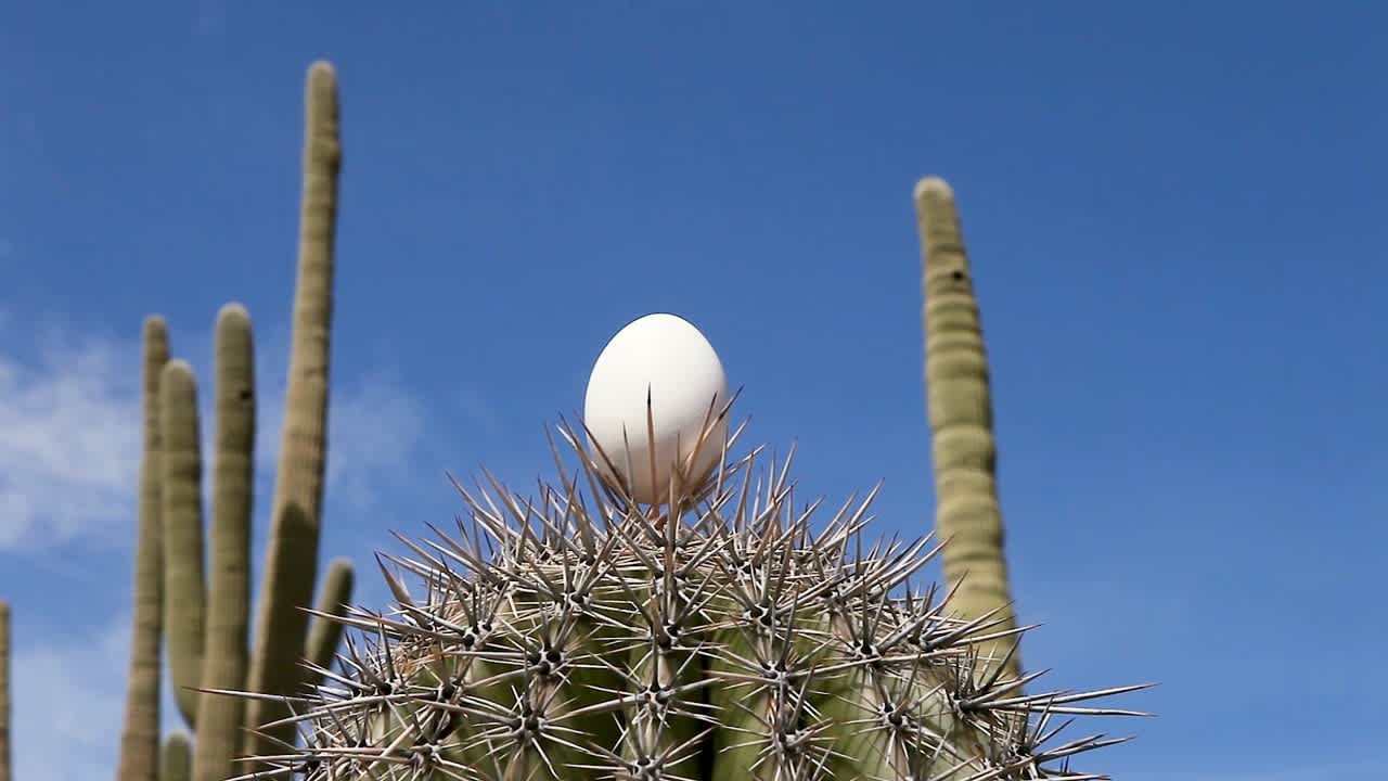 Daniel Kukla (b. 1983, USA)