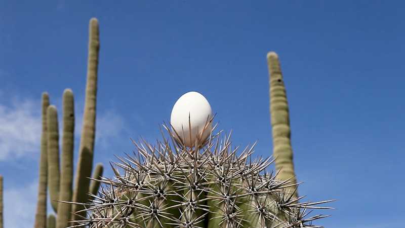 Daniel Kukla (b. 1983, USA)