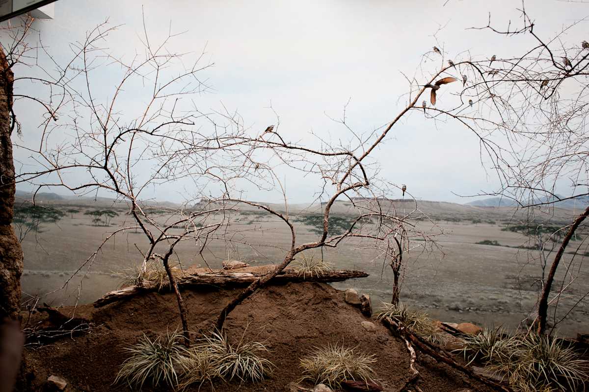 Daniel Kukla (b. 1983, USA)