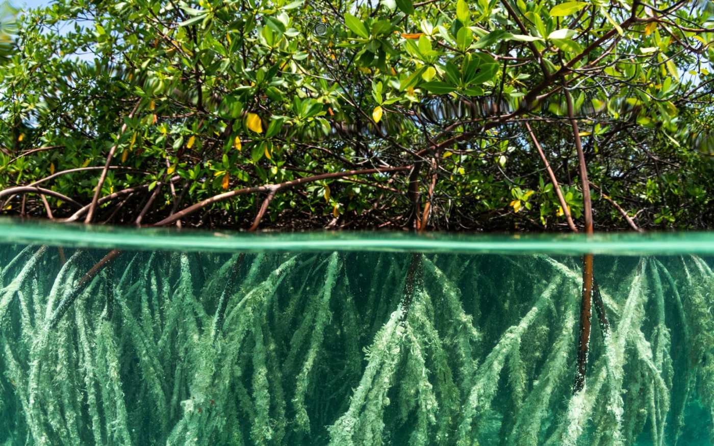 The need to build back biodiversity has never been greater | Virgin