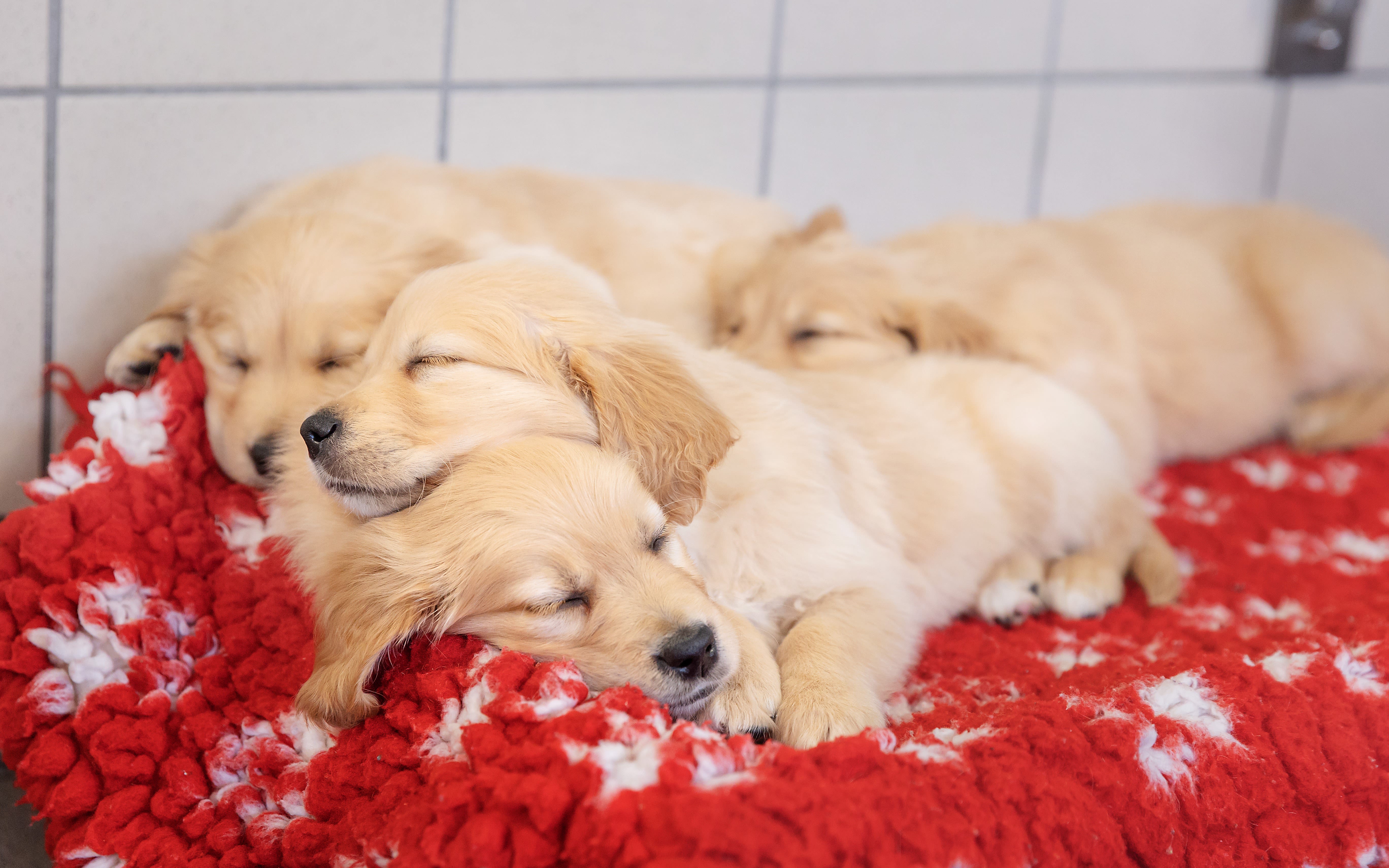 Guide Dogs Puppy Raiser The Lowdown On A Paw some Role Virgin guide-dogs-puppy-raiser-the-lowdown-on-a-paw-some-role-virgin