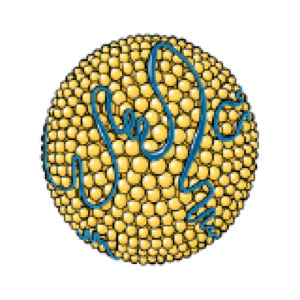 Lipid Impact on HIV Heart Disease and Antiretroviral Impact on Lipids