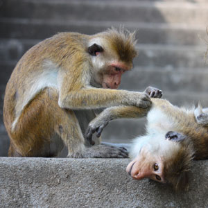 Monkey Study Uncovers the Potential for Vesatolimod and Antibodies in ...