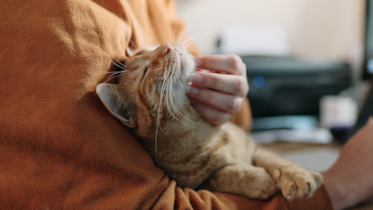 Cat Insurance | Quotes to Insure Your Cat | Co-op Insurance