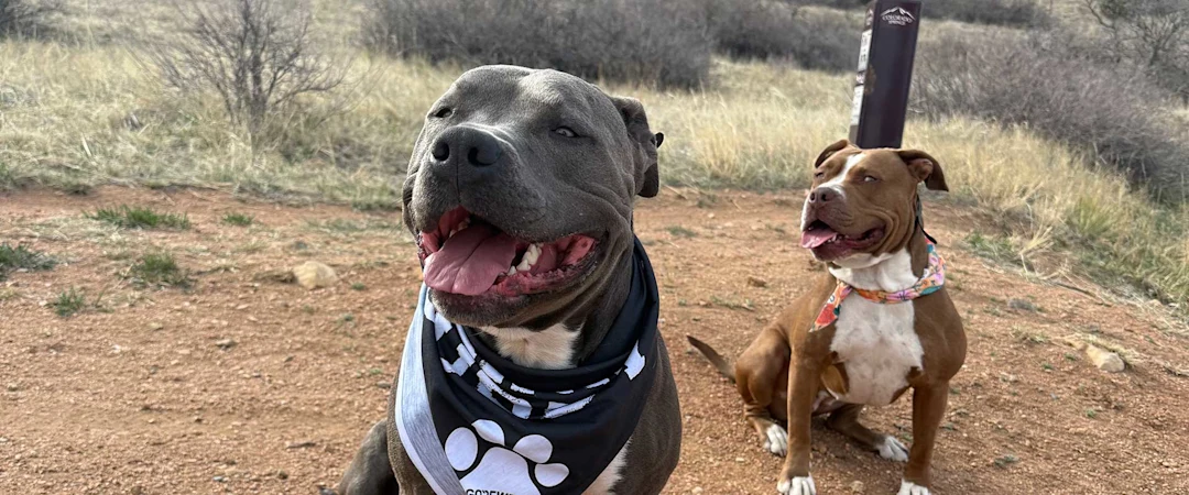 Why Regan Sikes's Dogs Are Her Favorite Running Partners | GOREWEAR US ...