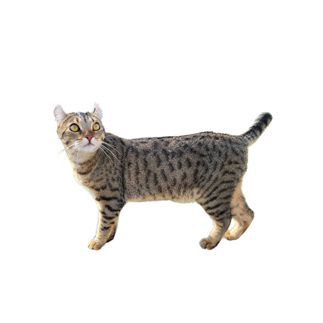 Highlander Cat Breed Information | Highlander Cat Characteristics ...