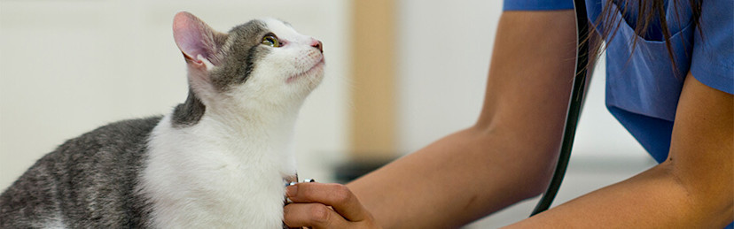 Giardien bei Katzen: Symptome & Behandlung einer Giardiose - Pets Deli