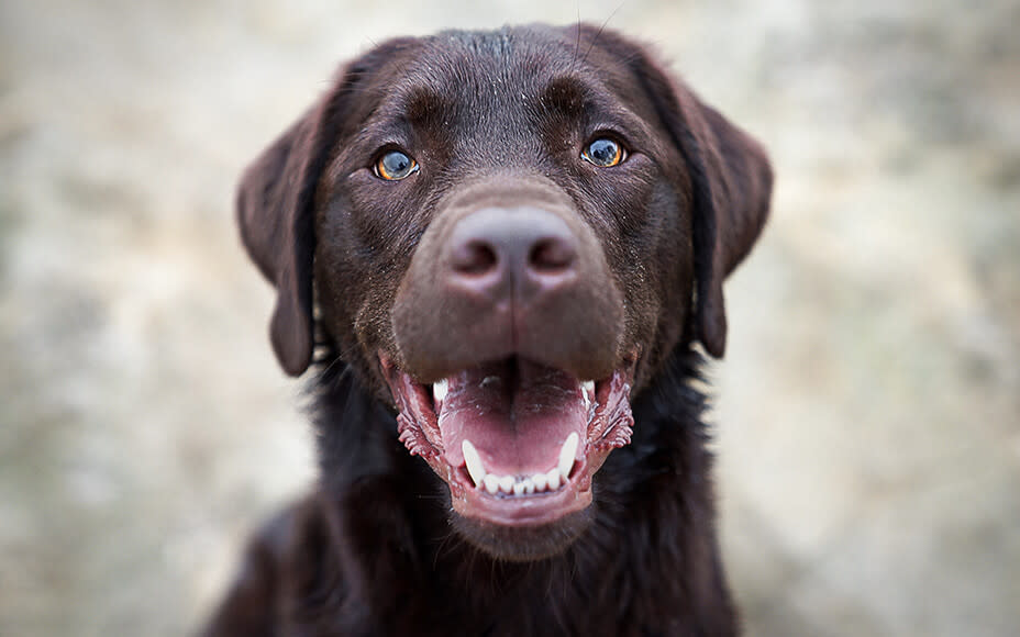 Hunderasse Labrador Retriever - ein Familienhund mit Herz - Pets Deli