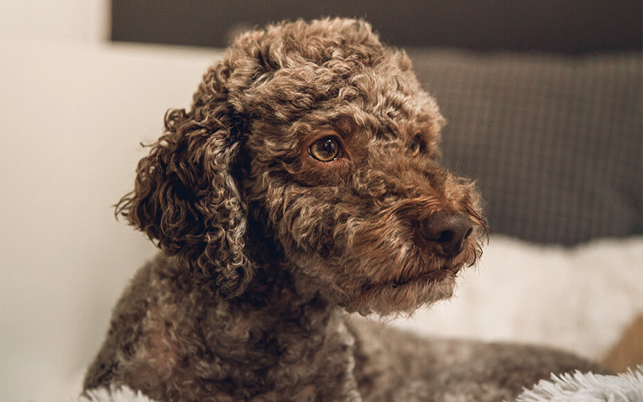 Hunderasse Lagotto Romagnolo - Pflege, Erziehung & Co - Pets Deli