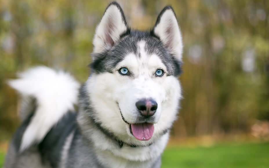 Die Top 10 der schönsten Hunderassen - Pets Deli