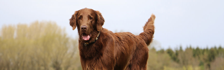 Hunderasse Flat-Coated Retriever: Freundlich und aktiv - Pets Deli