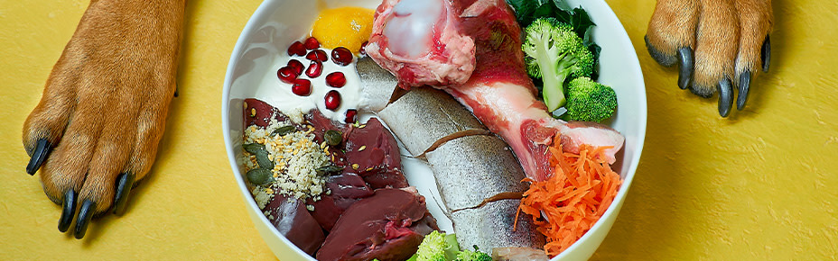 Welches Gemüse dürfen Hunde essen? Unsere Listen - Pets Deli