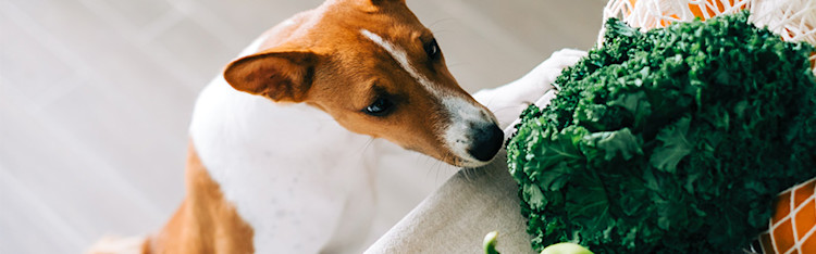 Was ist gesundes Tierfutter? - Pets Deli