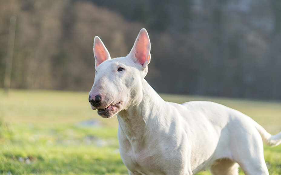 Weiße Hunderassen: Bilder, Rasse & Charakter - Pets Deli
