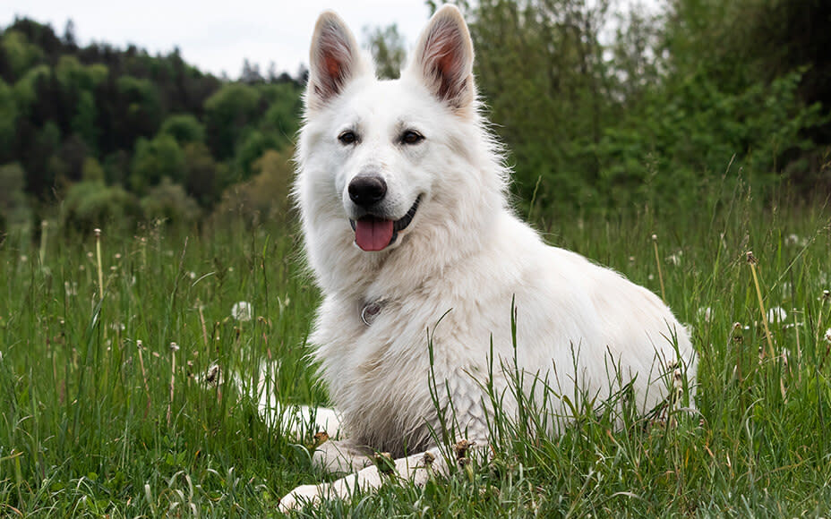 Weiße Hunderassen: Bilder, Rasse & Charakter - Pets Deli