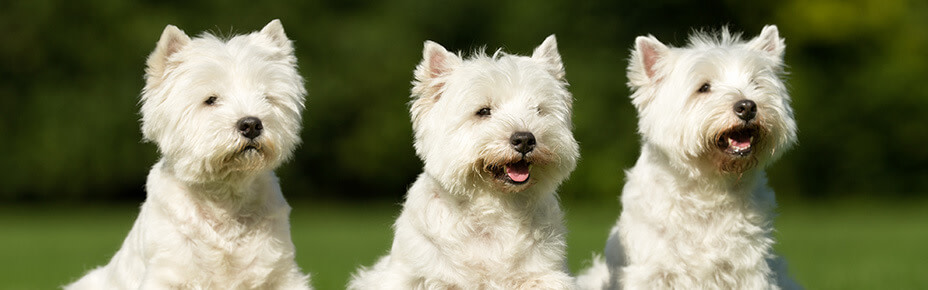 Welche Hunderasse ist der Cesar Hund? - Pets Deli