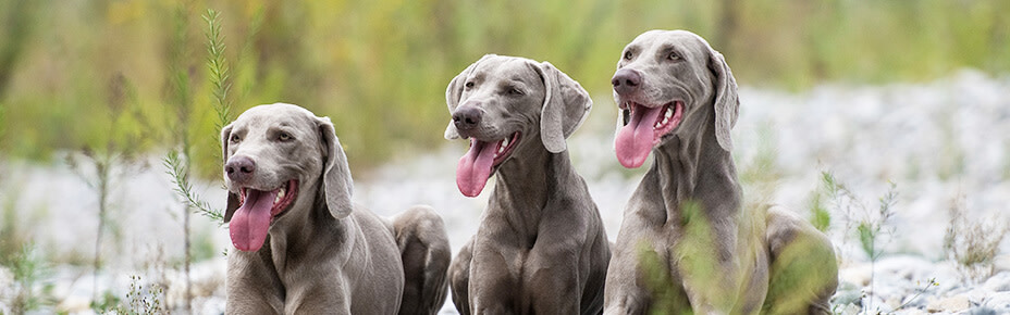 Graue Hunderassen und was sie so besonders macht - Pets Deli