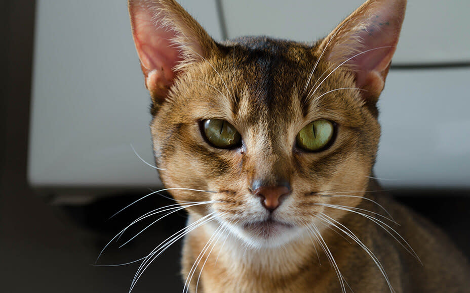 Freundliche Katzenrassen, die ruhig und verschmust sind - Pets Deli