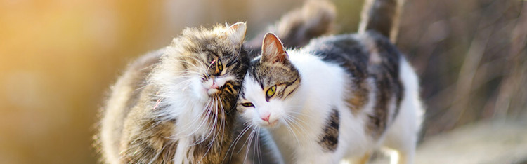 Welche Katzenrasse zu mir? Dein Vierbeiner fürs Leben - Pets Deli