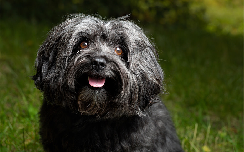Mini Hunderassen und sehr kleine Hunderassen - Minihunde - Pets Deli