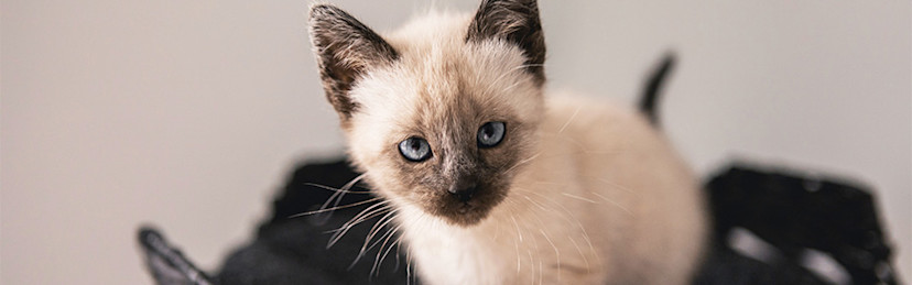 Kleine Katzenrassen im Überblick - Pets Deli