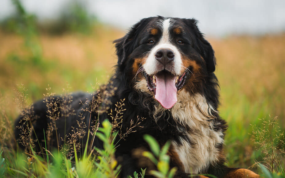 Berner Sennenhund - großer Familienhund und Naturbursche - Pets Deli