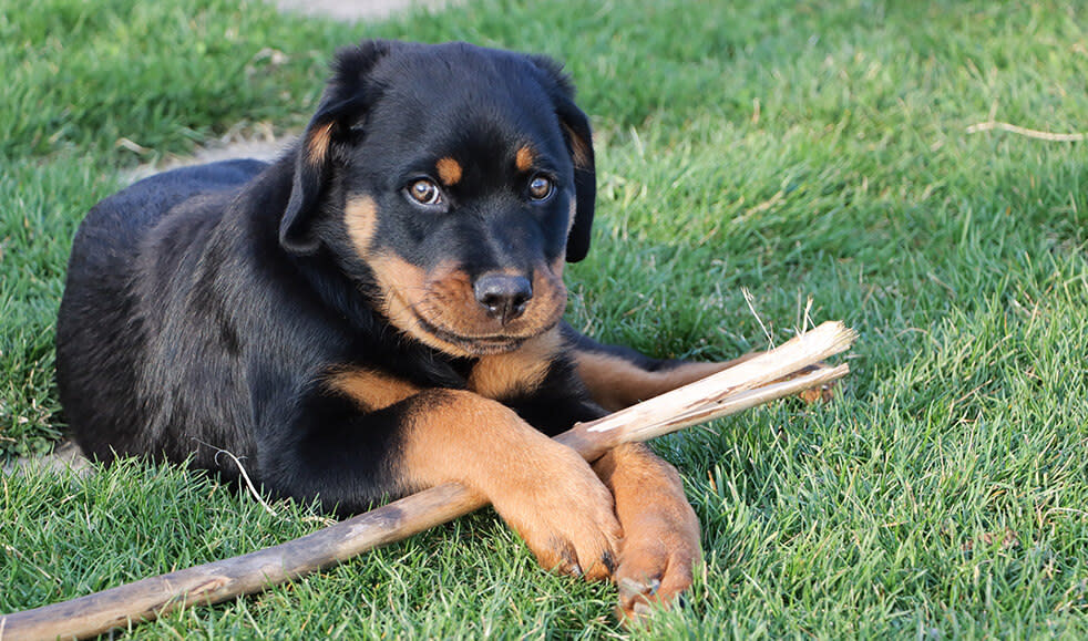 Rottweiler Welpen: Was kostet die Rasse und worauf solltest du achten ...