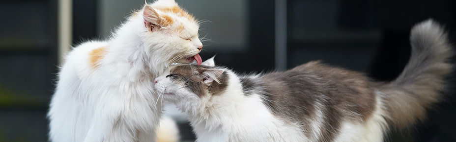 Freundliche Katzenrassen, die ruhig und verschmust sind - Pets Deli