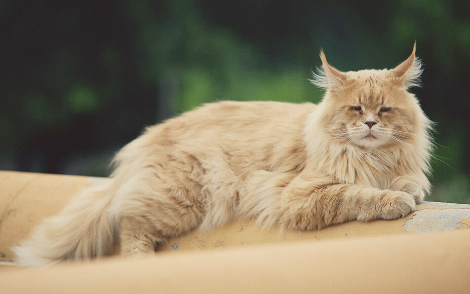 Freundliche Katzenrassen, die ruhig und verschmust sind - Pets Deli