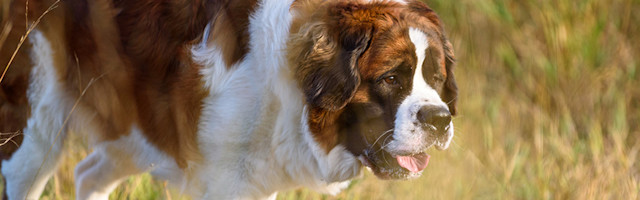 Bernhardiner: gemütlicher Familienhund im Großformat - Pets Deli