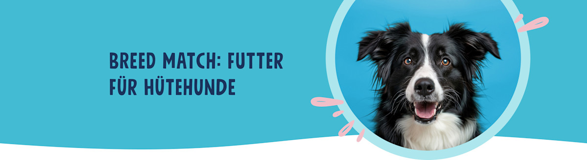 Leckeres Futter für Hütehunde - Pets Deli