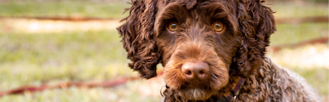 Hunderasse Labradoodle - Lockenpracht mit Familiencharakter - Pets Deli