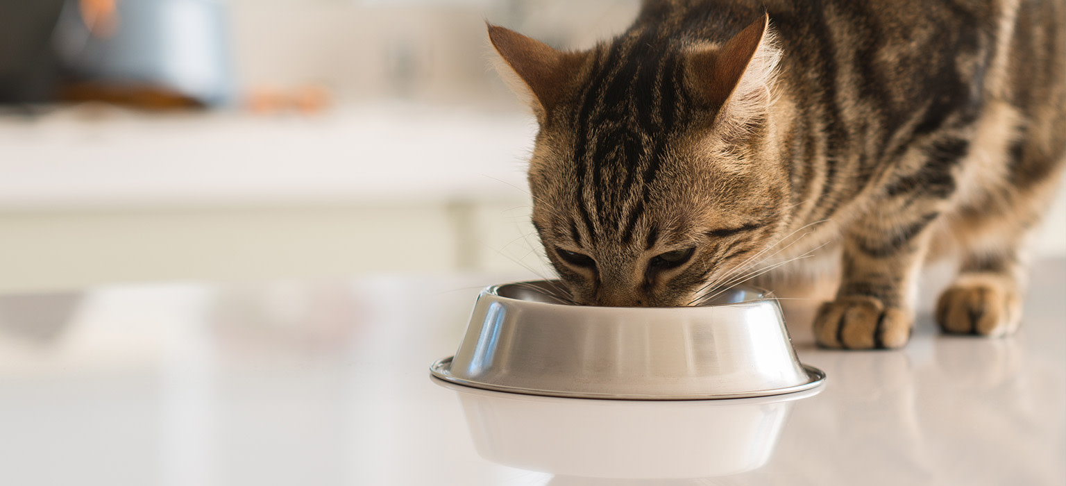 Alles rund um die Ernährung deiner Katze - Pets Deli