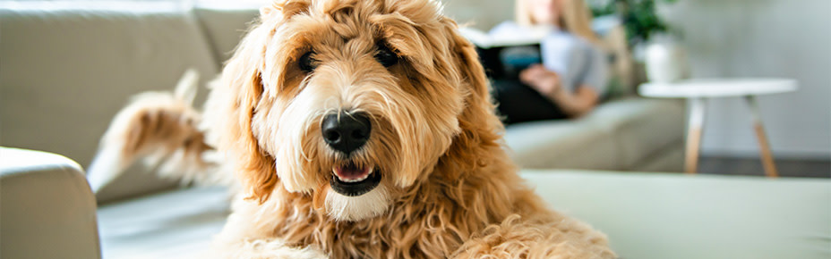 Die 15 beliebtesten Doodle Hunderassen - Pets Deli