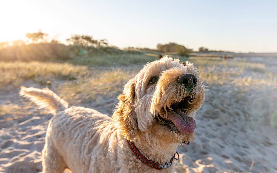 Hunderasse Labradoodle - Lockenpracht mit Familiencharakter - Pets Deli