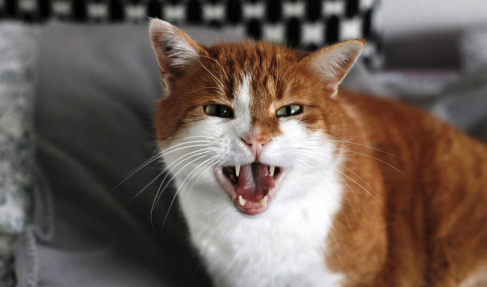 Katzensprache verstehen: So kommuniziert deine Katze - Pets Deli