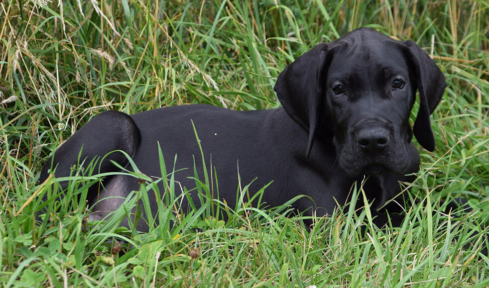 Deutsche Dogge Welpen: Das kostet dich ein Welpe & Tipps zur Erziehung ...
